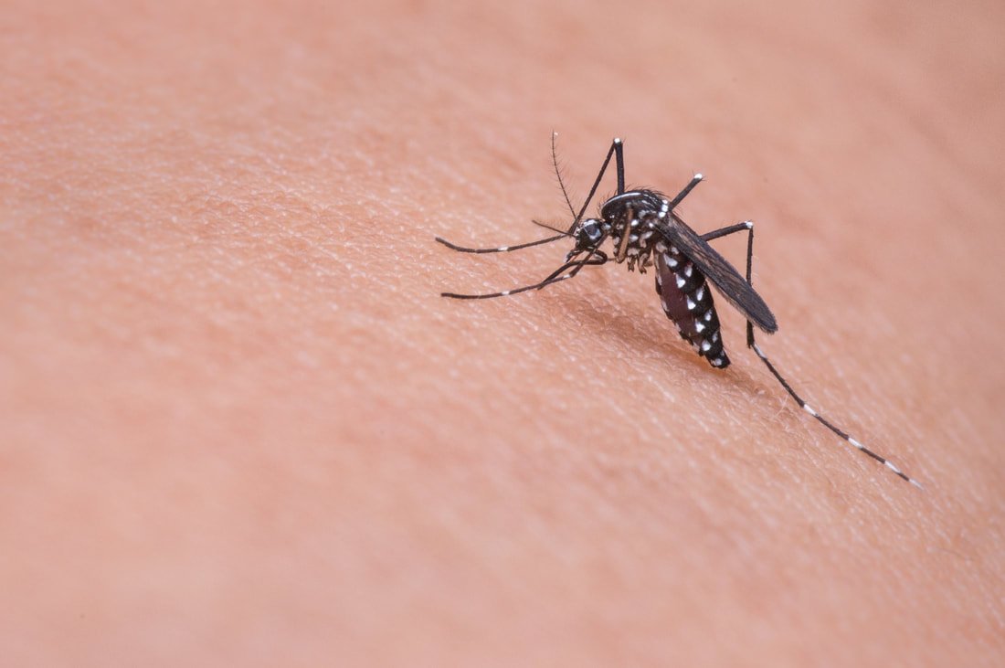 10 Mosquito Facts You May Not Know