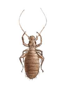 Comment se débarasser des psoques