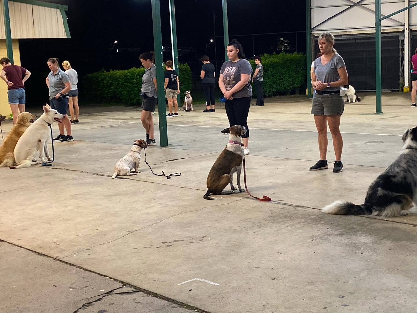 Gallery | Canine Training School
