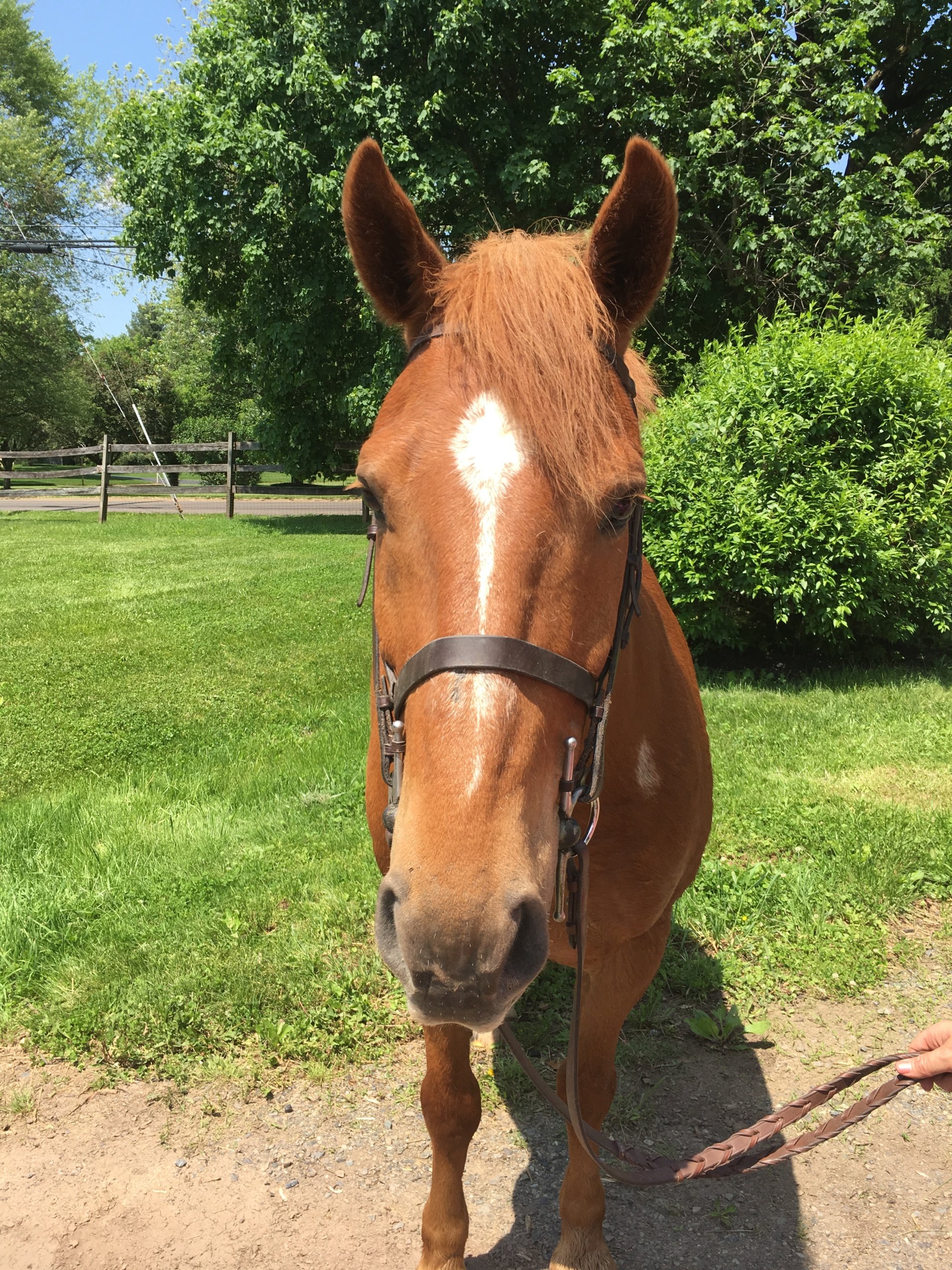 Private and group horseback riding lessons in Montgomery County, PA