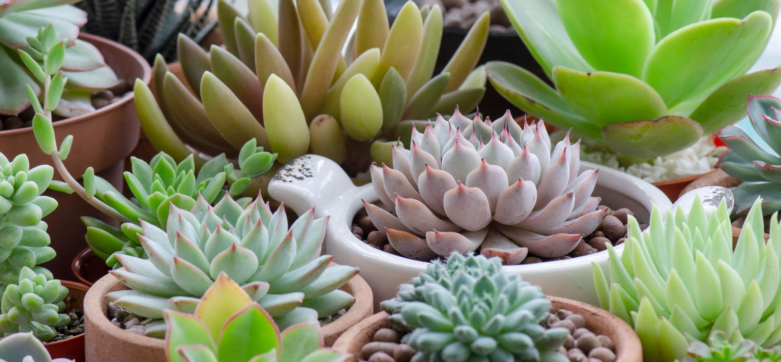 A Sea of Bloom. Flowers, gifts and beautiful things.