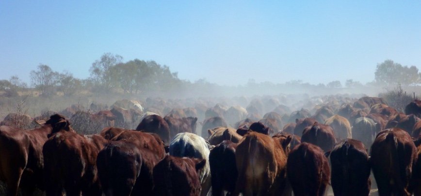 Channel Country | Queensland | Arrabury Pastoral Co Pty Ltd