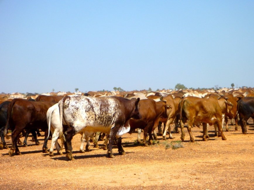 Channel Country | Queensland | Arrabury Pastoral Co Pty Ltd