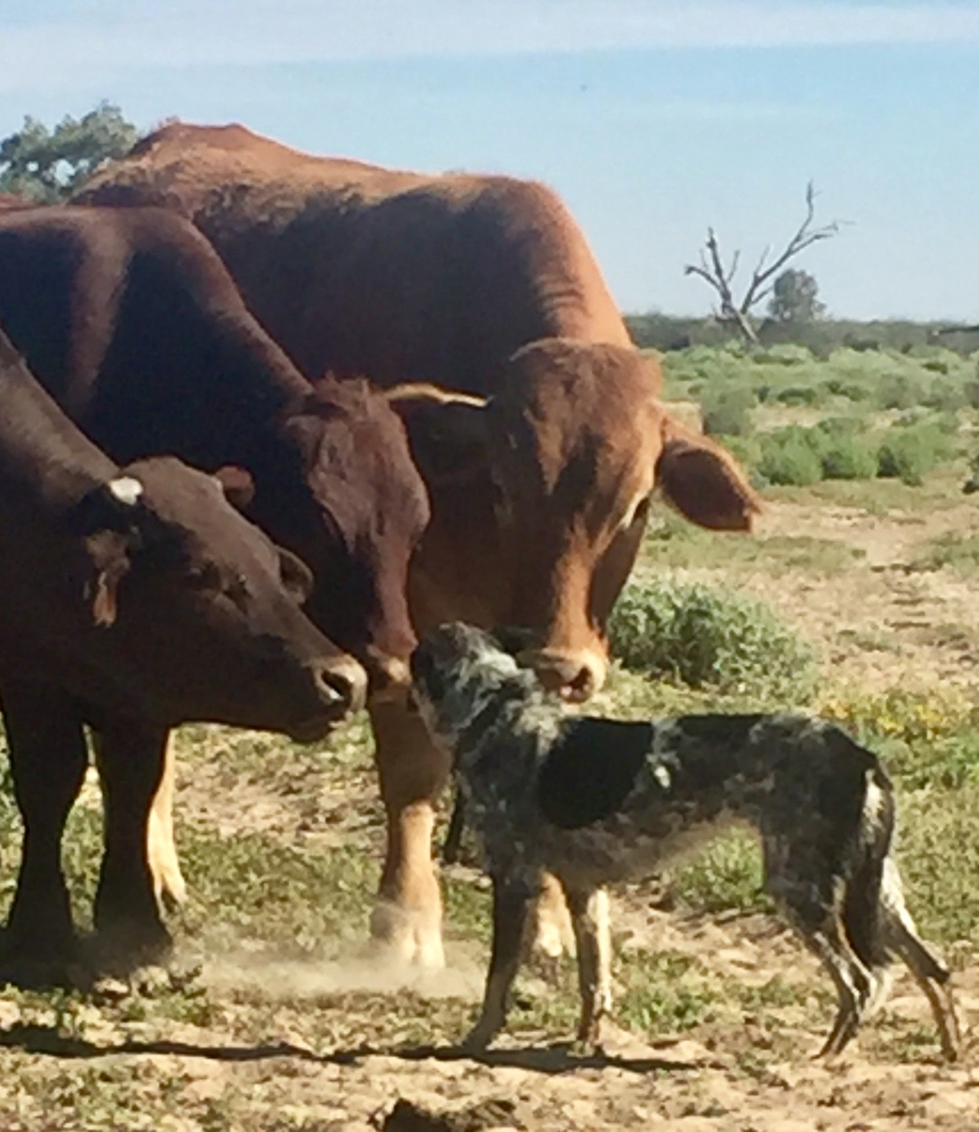 Channel Country | Queensland | Arrabury Pastoral Co Pty Ltd