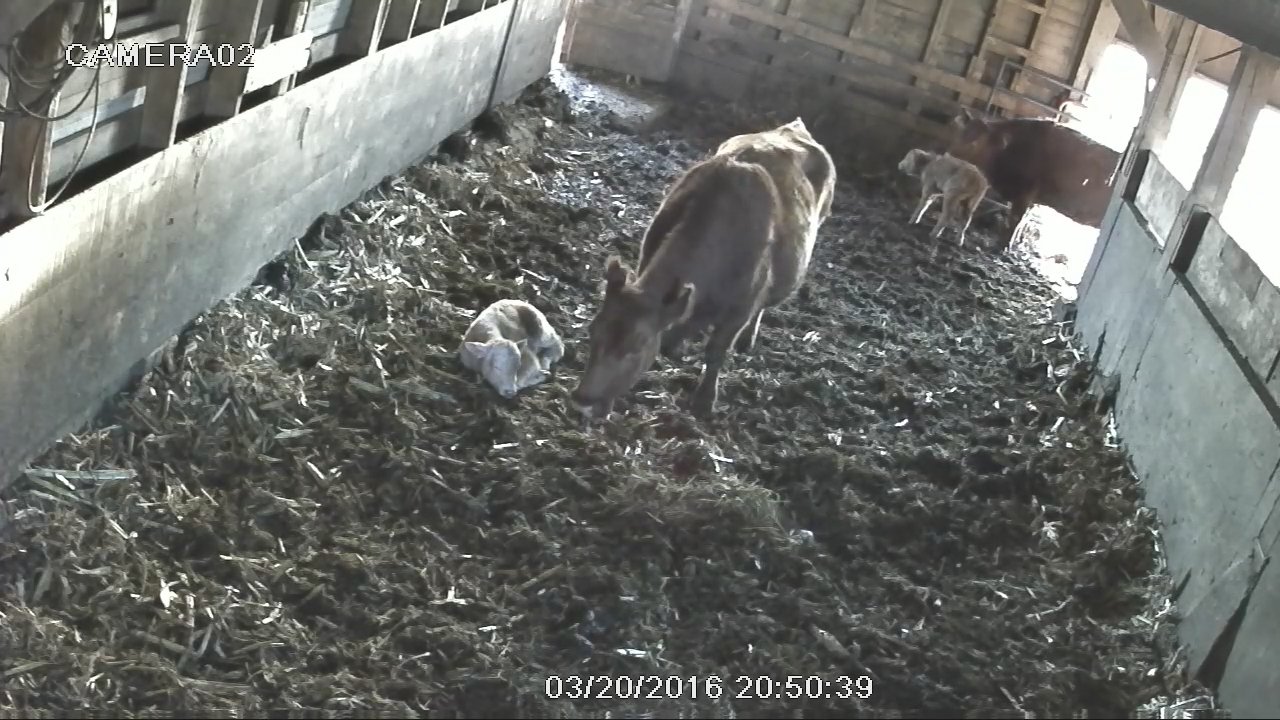 Wireless Barn Camera example photos from Riverwind Supply.