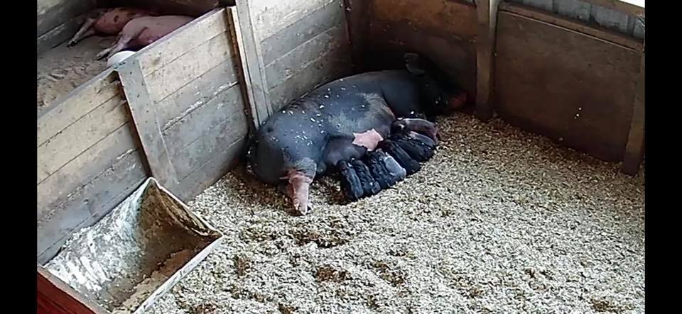 Wireless Barn Camera example photos from Riverwind Supply.