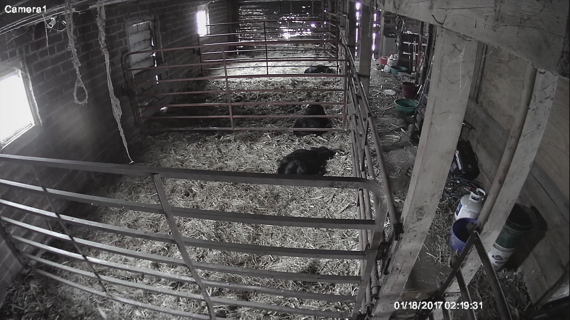 High Definition Wireless Barn Cameras for calving, foaling and lambing