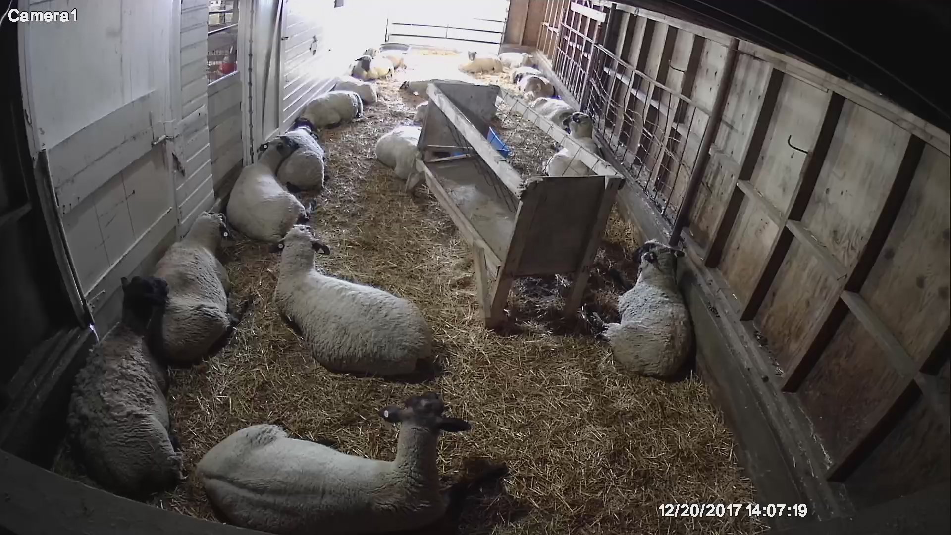 High Definition Wireless Barn Cameras for calving, foaling and lambing
