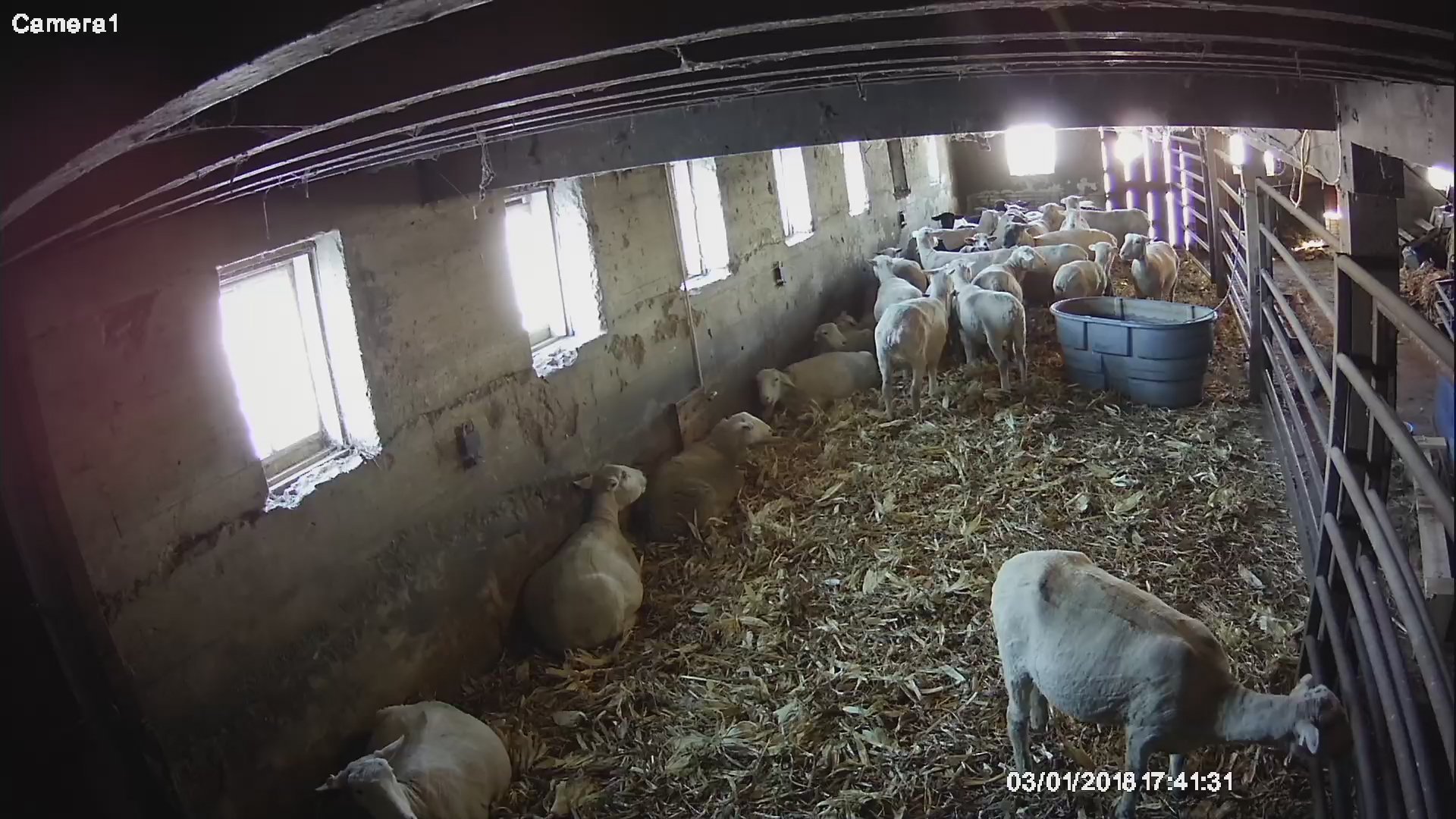 High Definition Wireless Barn Cameras for calving, foaling and lambing