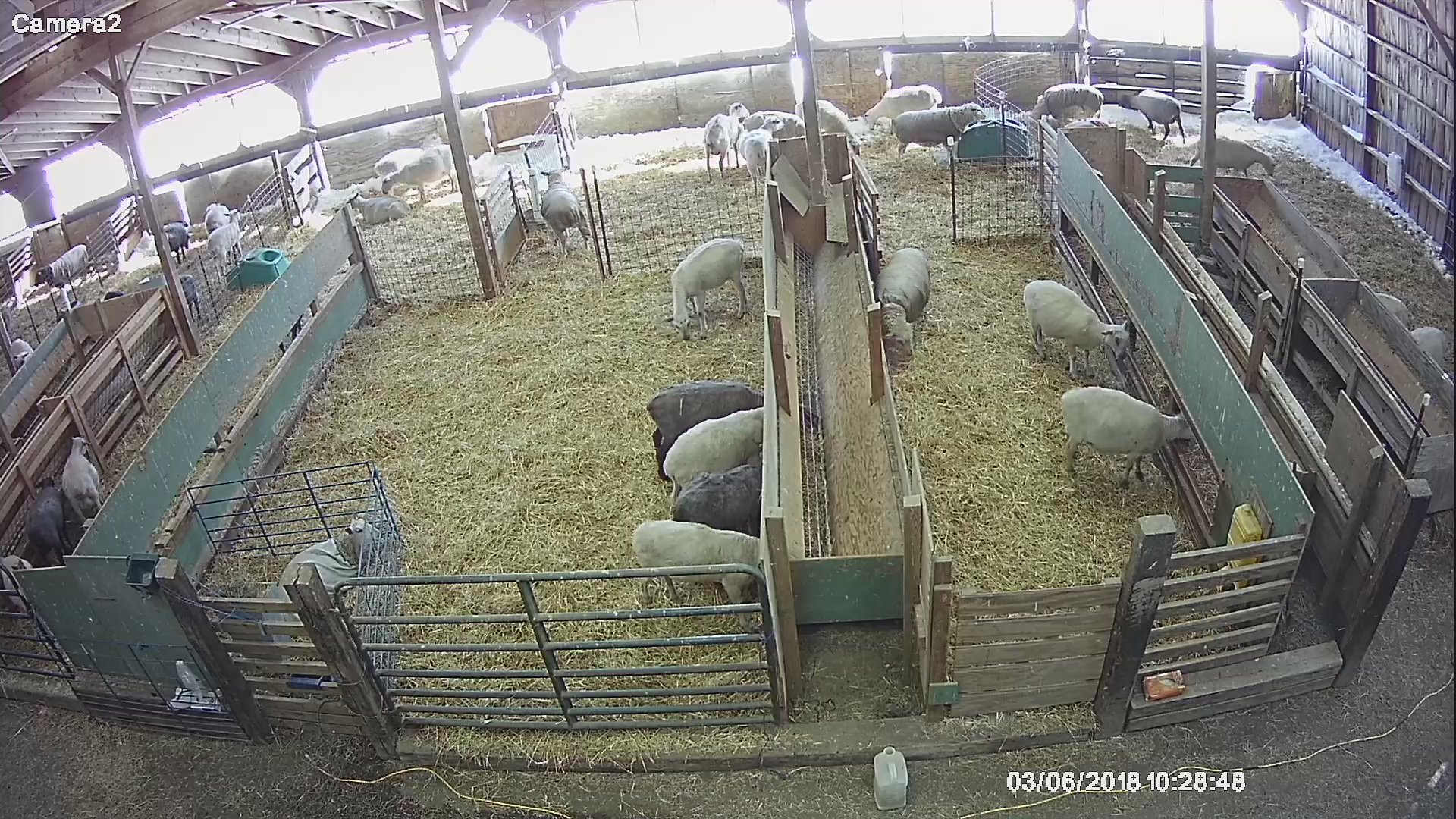 High Definition Wireless Barn Cameras for calving, foaling and lambing
