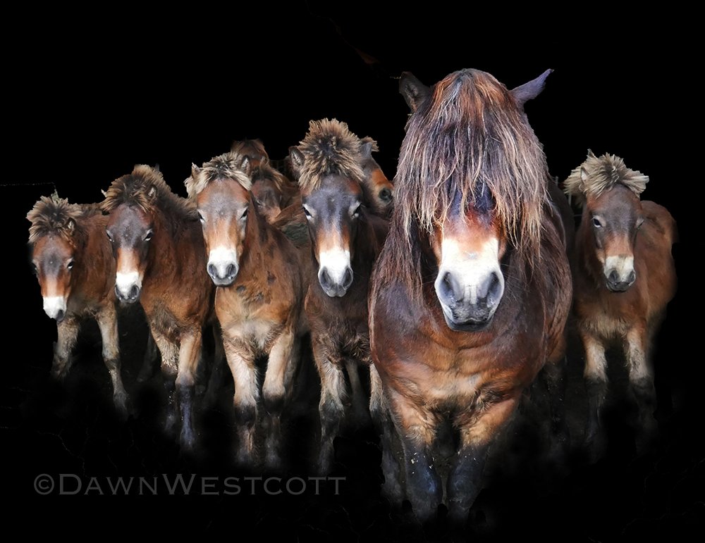Exmoor Ponies For Sale