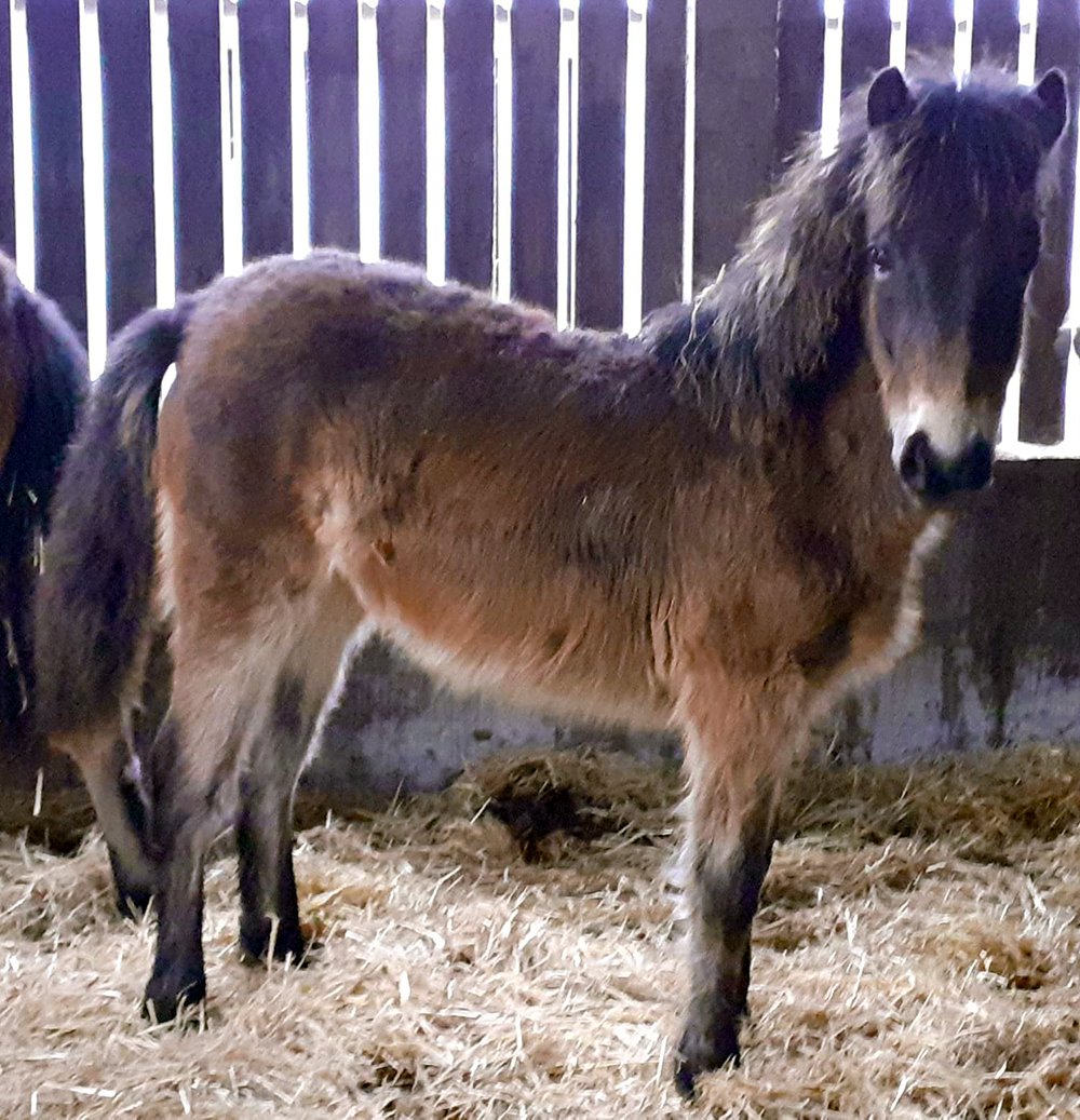 Exmoor Ponies For Sale