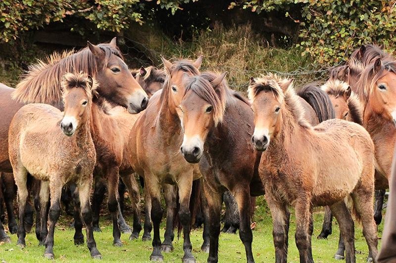Exmoor Ponies For Sale