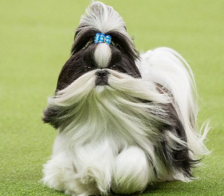 Perros Shih Tzu en Mexico | Shihtzu.mx Guadalajara