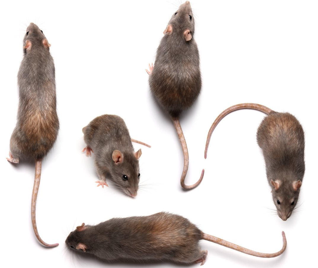 Pest Control Somerset