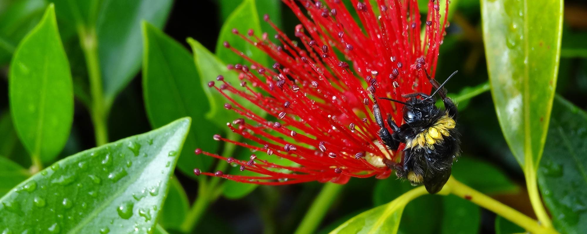 NZ Bumblebee Conservation Trust | Beekeeping | New Zealand