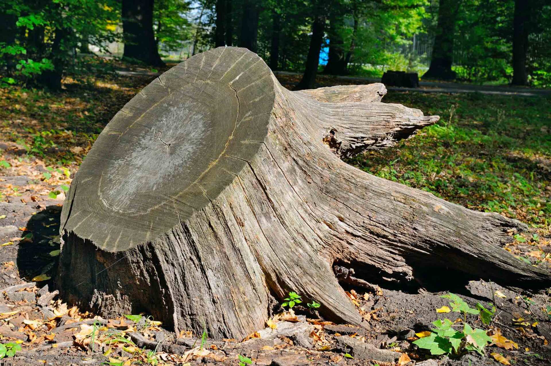 Professional Tree Services | Tewksbury, MA | Clean-Sweep Tree Service