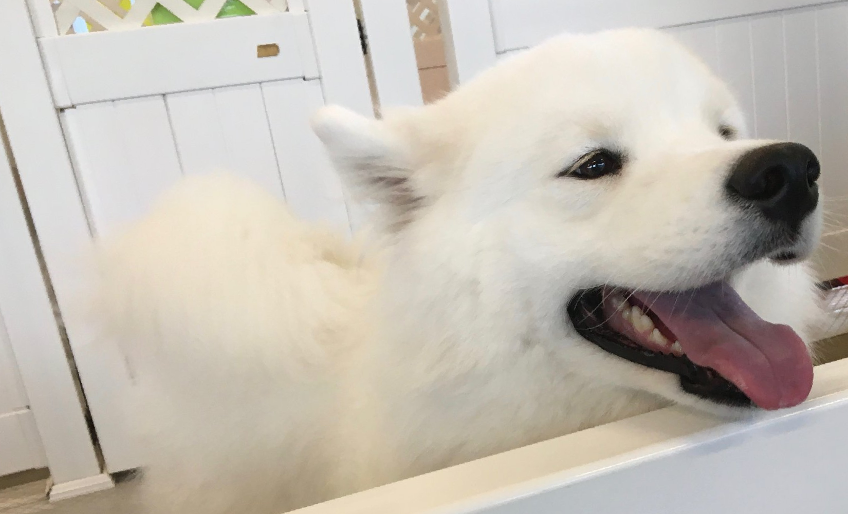 Home [www.minnesotapurebreddogs.org]