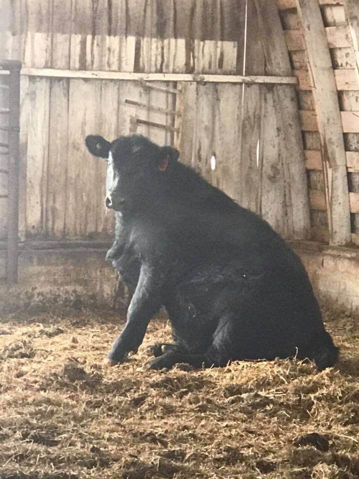 Home [www.antczakangus.com]