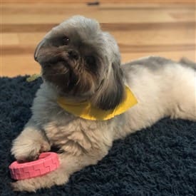 Shih Tzu Age Progression Photos