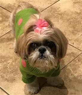 Clothing For Shih Tzu Puppies and Dogs