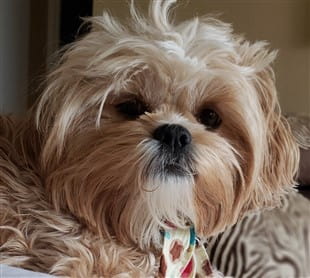 The Best Treats for Shih Tzu Puppies and Dogs