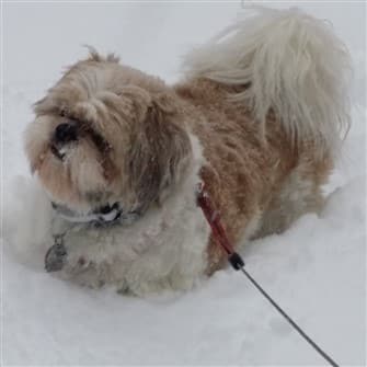 Shih Tzu Information Center | Shih Tzu Size