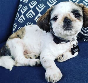 Shih Tzu Age Stages and Information