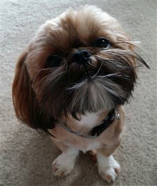 Shih Tzu Behavior | Puppies and Adult Dogs