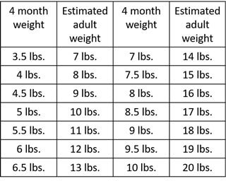 Shih Tzu Puppy Growth Chart