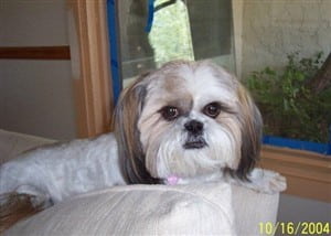 The Current Oldest Living Shih Tzu