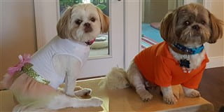 Clothing For Shih Tzu Puppies and Dogs