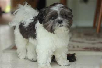 Shih Tzu Double Colors