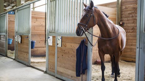 A convenient livery stable, Church Farm Kennels