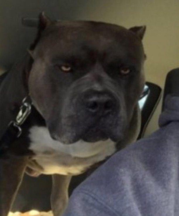 Male Studs | American Terrier, Pitbull & Bully Lines