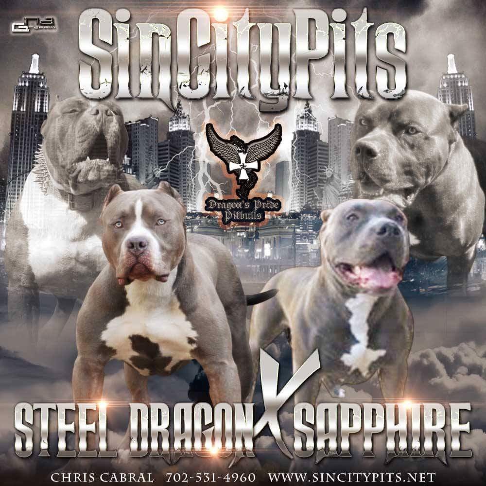 American Terrier Breeding | Pitbull & Bully | Sin City