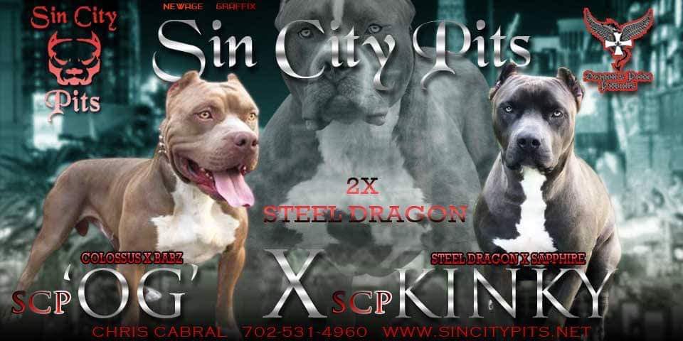 American Terrier Breeding | Pitbull & Bully | Sin City
