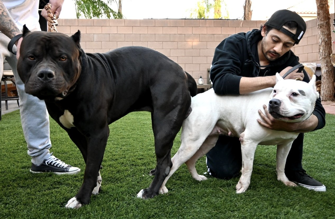 American Terrier Breeding | Pitbull & Bully | Sin City