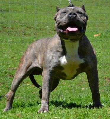 Male Studs | American Terrier, Pitbull & Bully Lines
