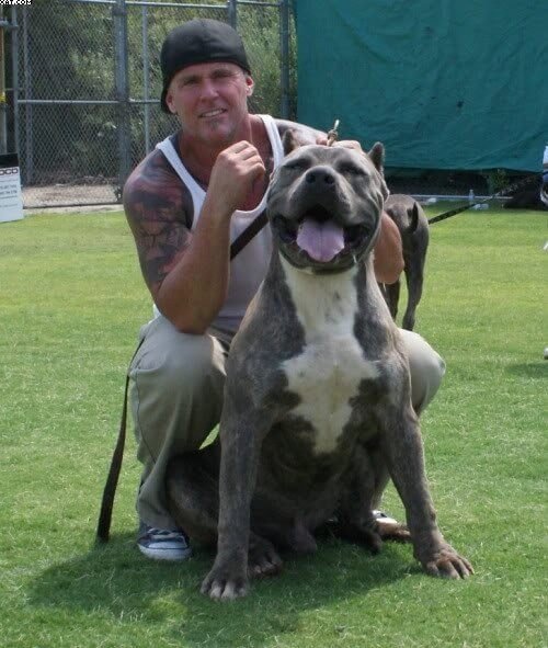 Male Studs | American Terrier, Pitbull & Bully Lines