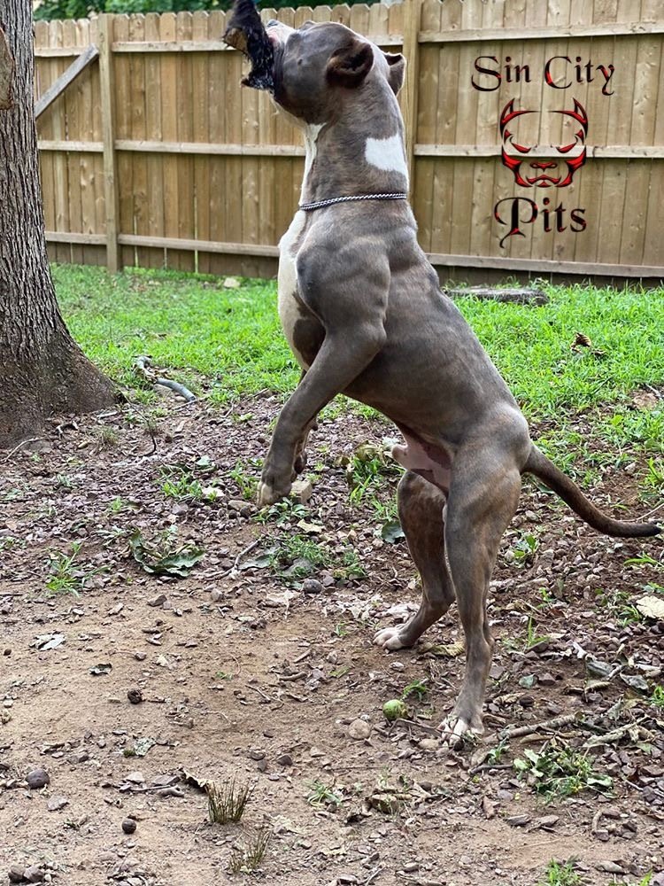 Sin City Pits Las Vegas | XL Pitbull Breeders | Puppies For Sale