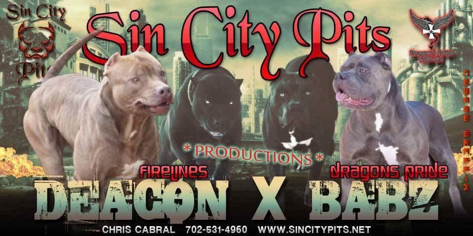 American Terrier Breeding | Pitbull & Bully | Sin City
