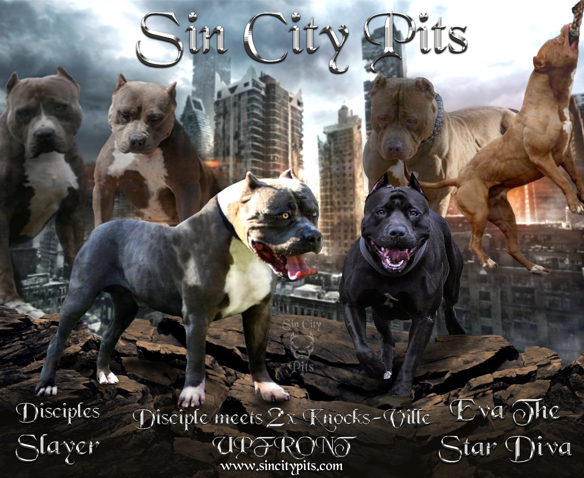 American Terrier Breeding | Pitbull & Bully | Sin City