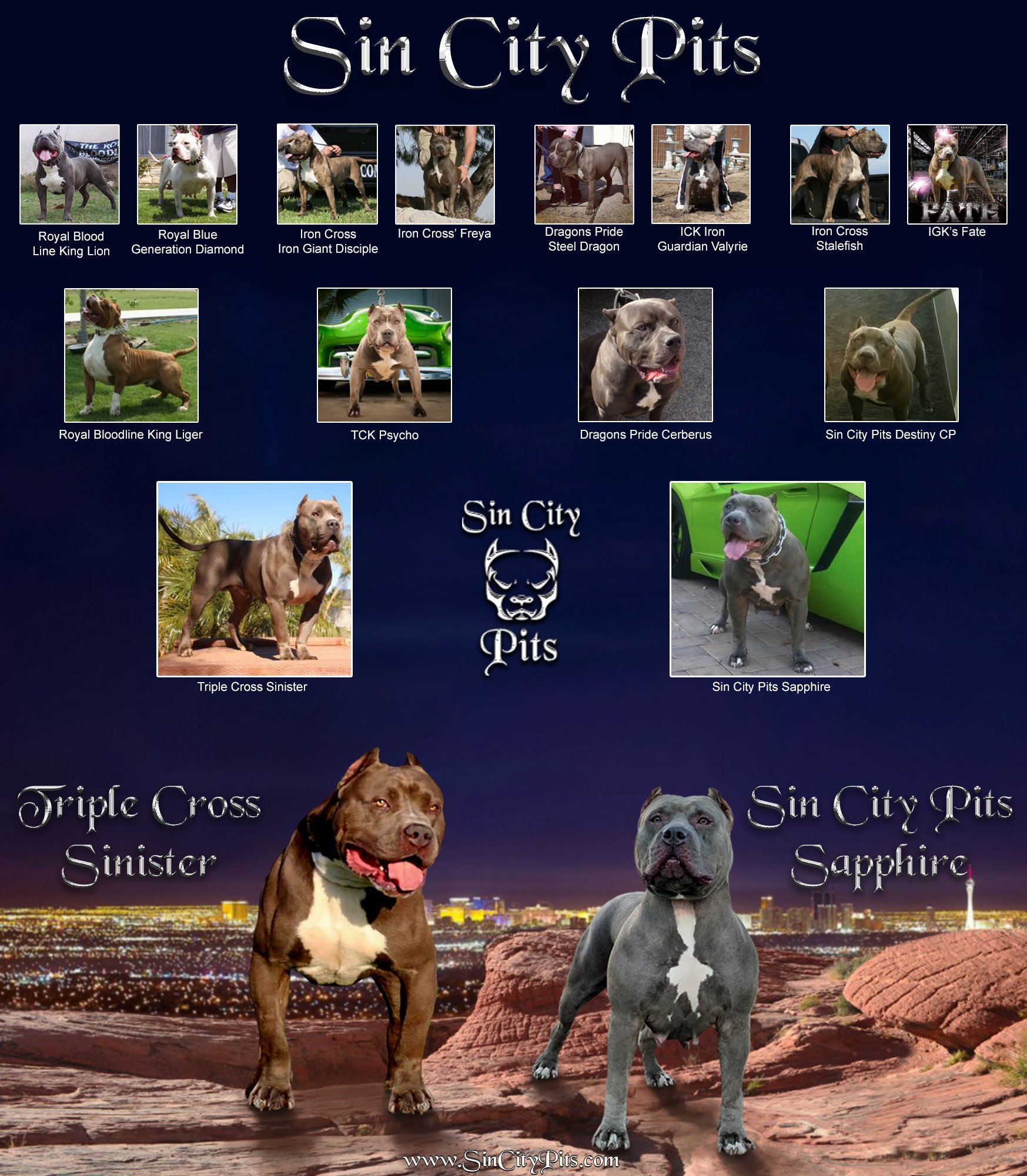 American Terrier Breeding | Pitbull & Bully | Sin City