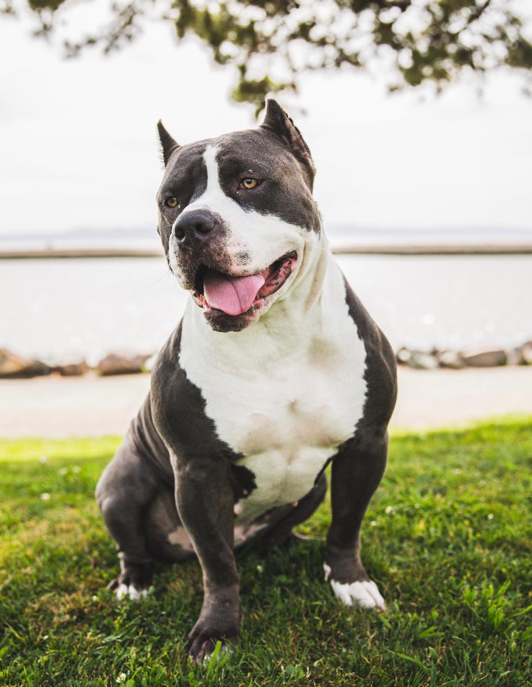 Female | Dams | American Terrier, Pitbull & Bully Lines