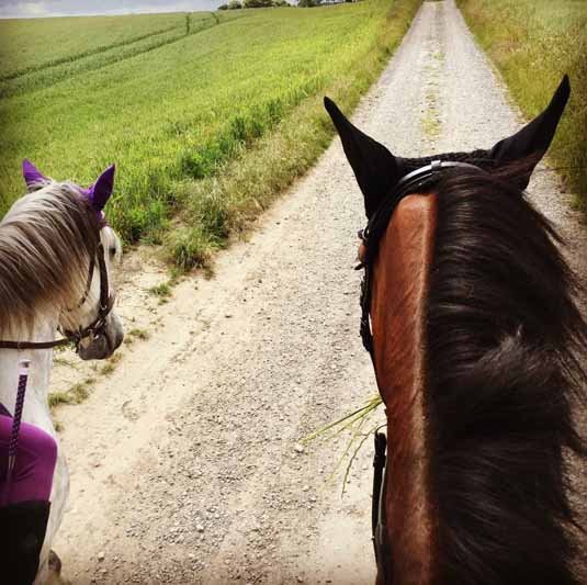 Lily Lodge Riding School | Local Equestrian Centre | High Green