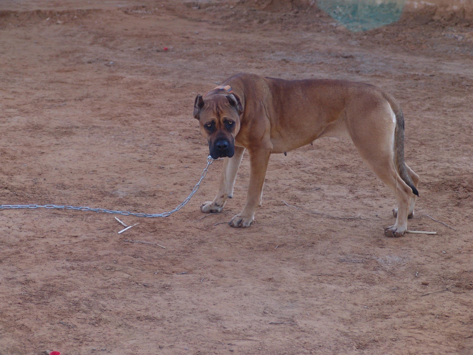 Alano Espanol Kennel
