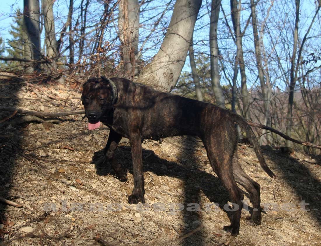 Alano Espanol Kennel