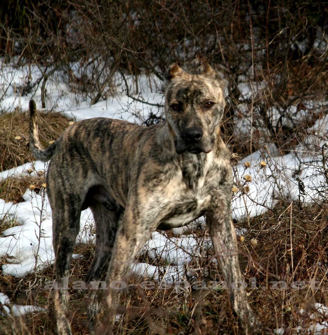 Alano Espanol Kennel