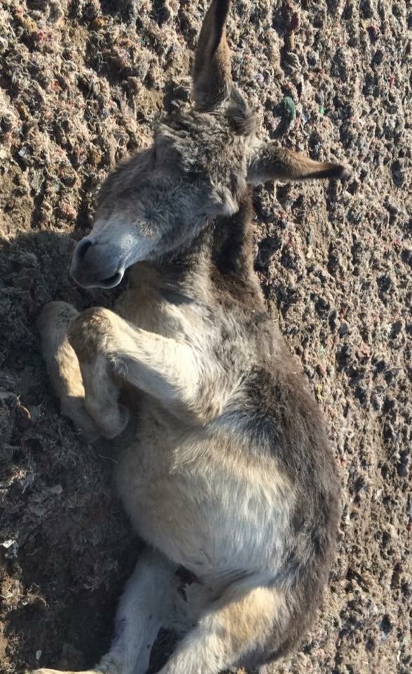 Indoor horse riding arena | Hayfield Riding School